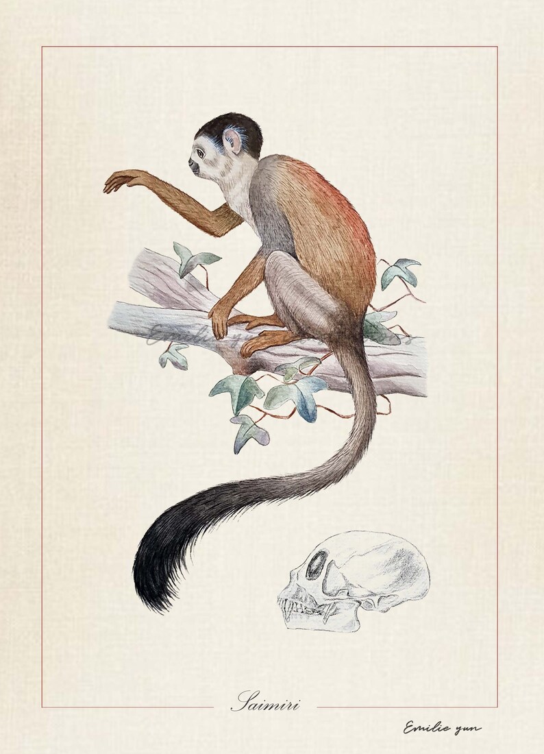 Reproduction Aquarelle Singe Ecureuil Saimiri Commun - Etsy