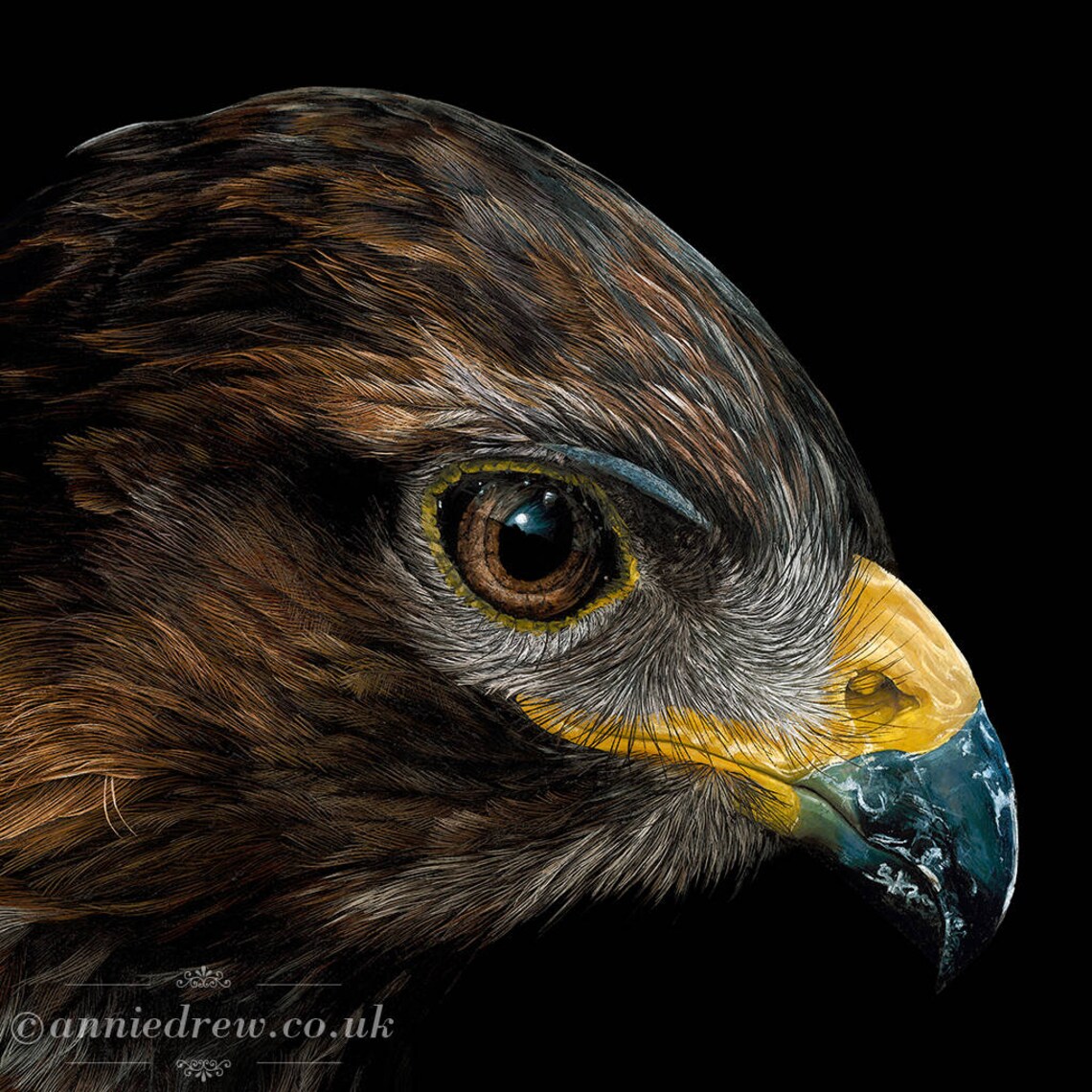 Wildlife Art Print, Buzzard - Etsy UK