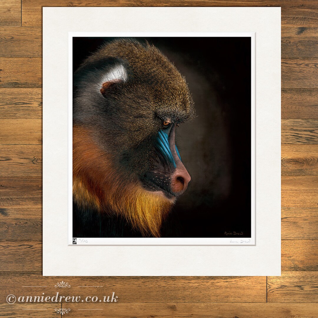 Wildlife Art Print, Mandrill - Etsy UK