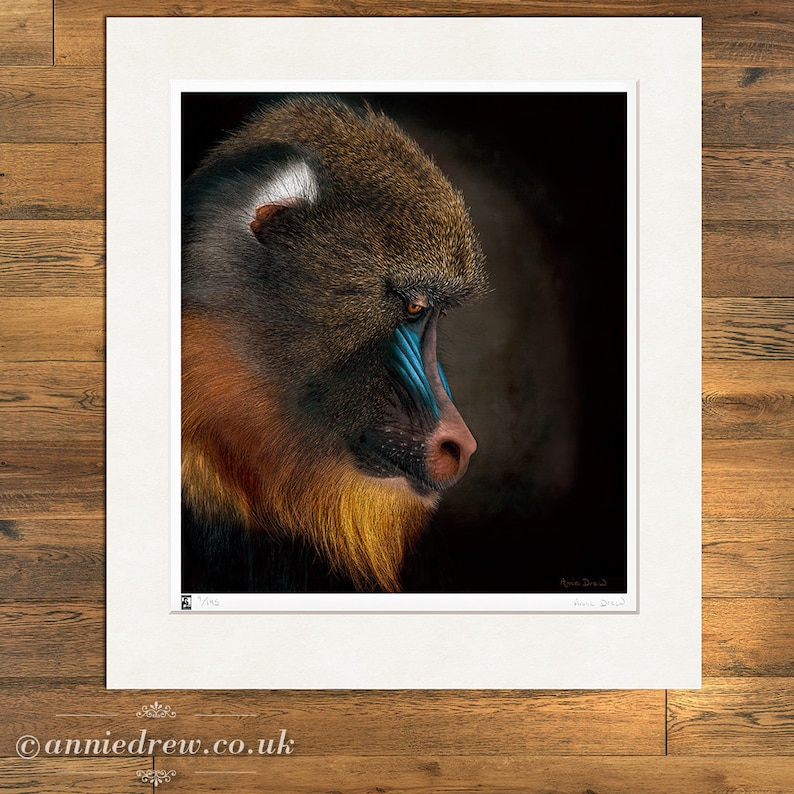 Wildlife Art Print, Mandrill - Etsy