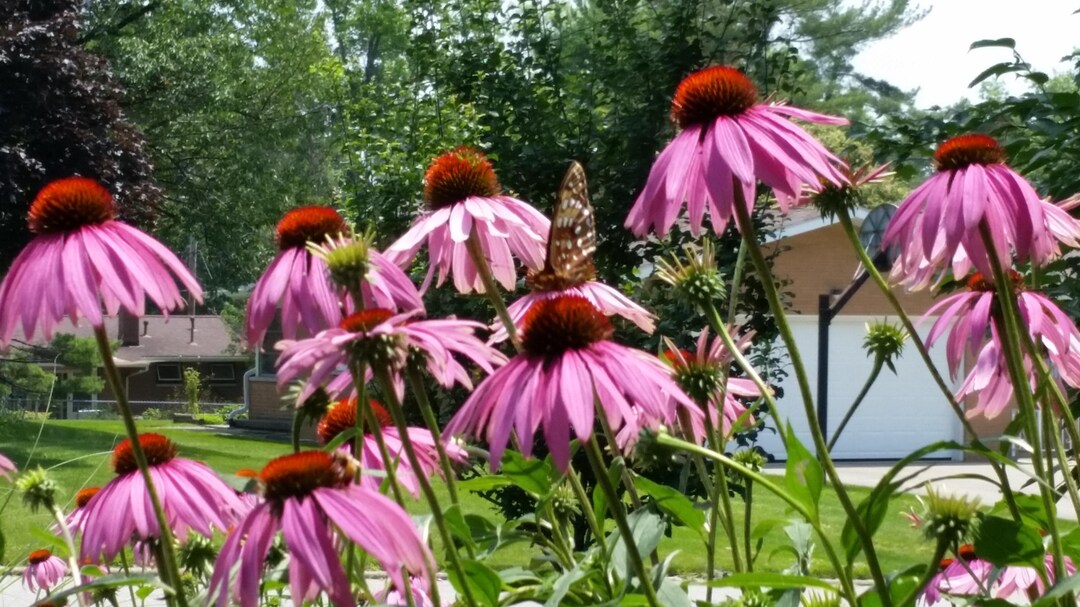 Pink Coneflower, Echinacea, Perennial, Birds Love This One! Self ...