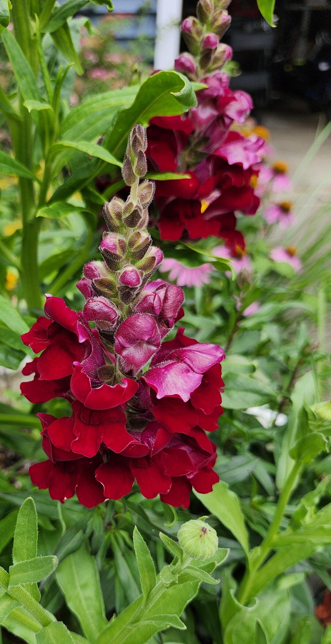 Snapdragons, Mixed Colors Annual, Gorgeous Cut Flowers! - Etsy