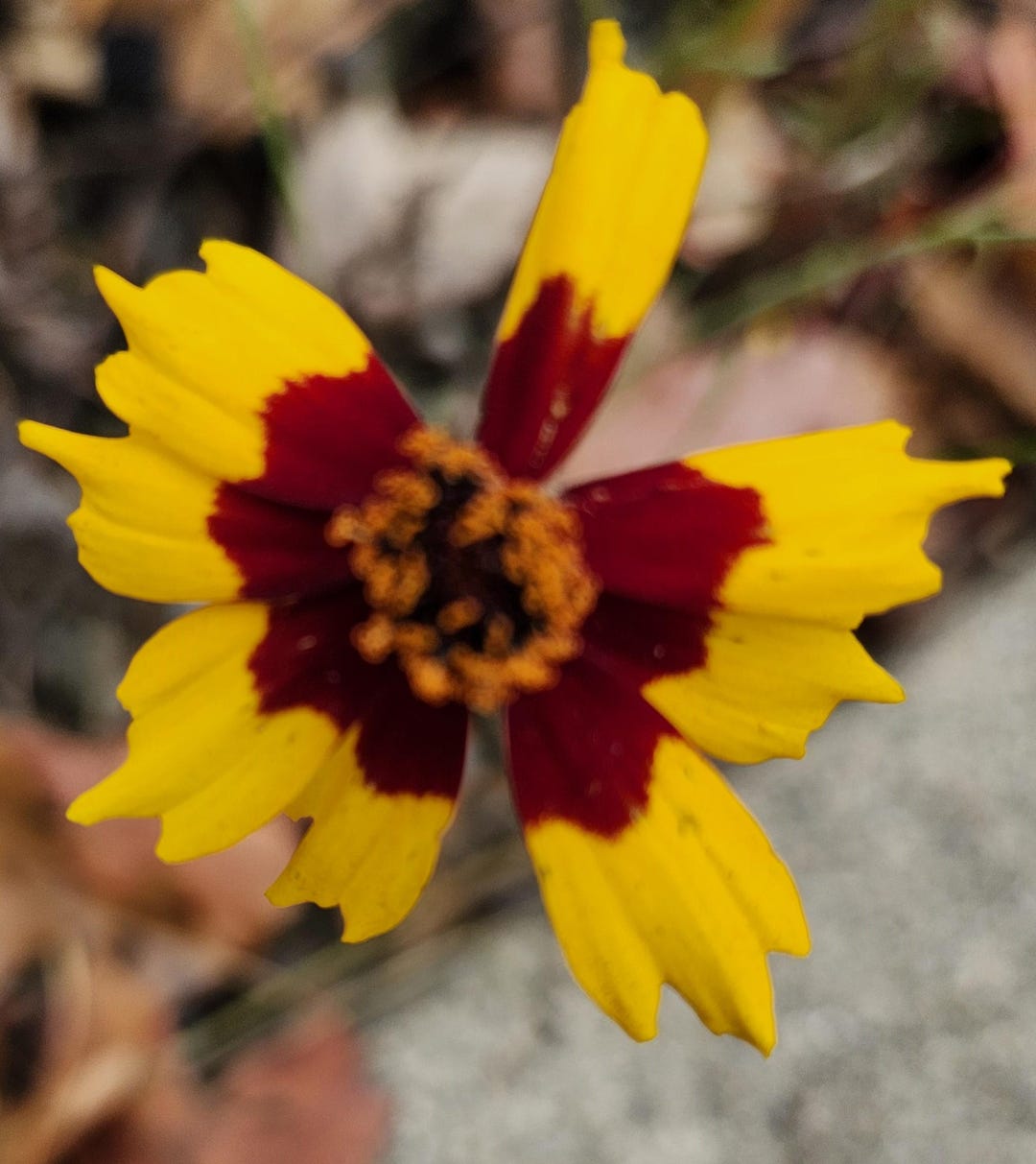 Coreopsis, 4 Colors, Perennial, Full Sun to Part Shade, Self Sowing - Etsy