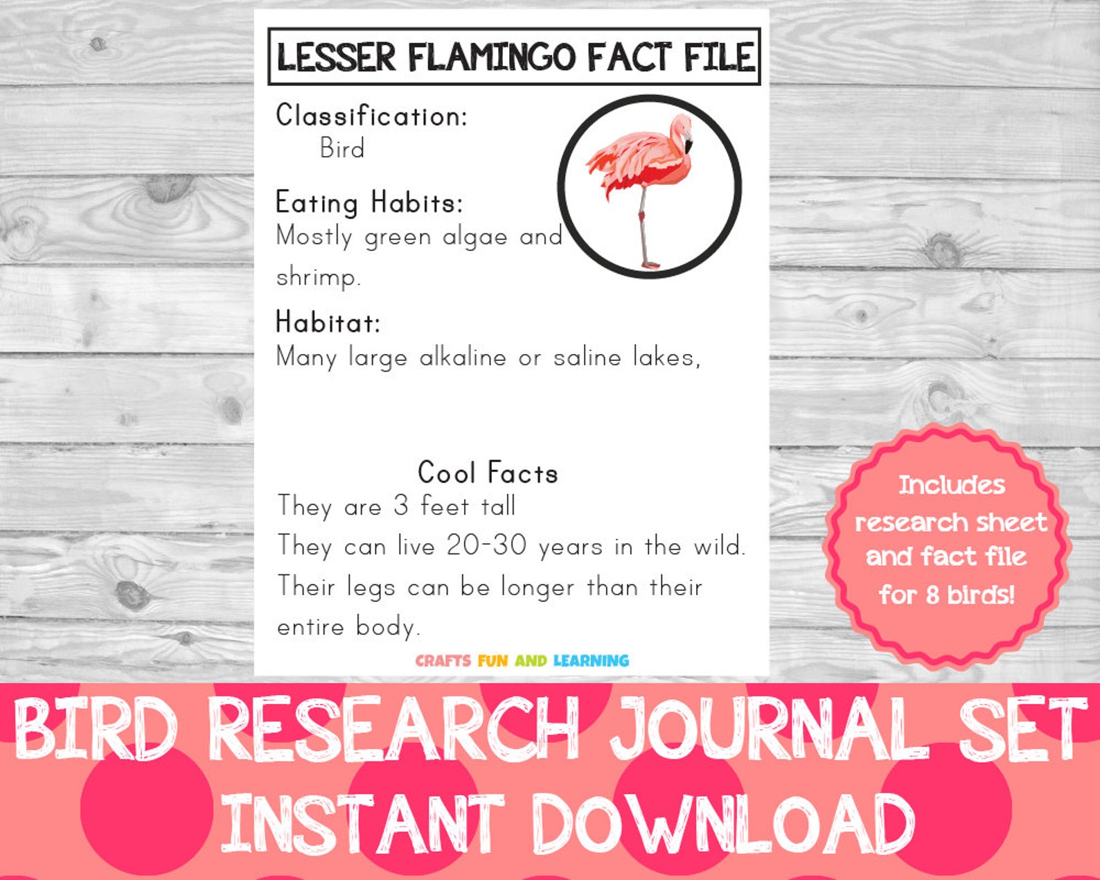 Bird Research Journal Set My Bird Field Journal Bird | Etsy