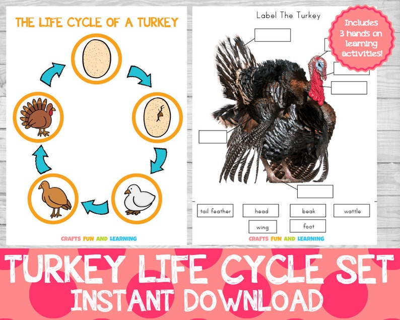 Turkey Life Cycle and Anatomy Set - Etsy