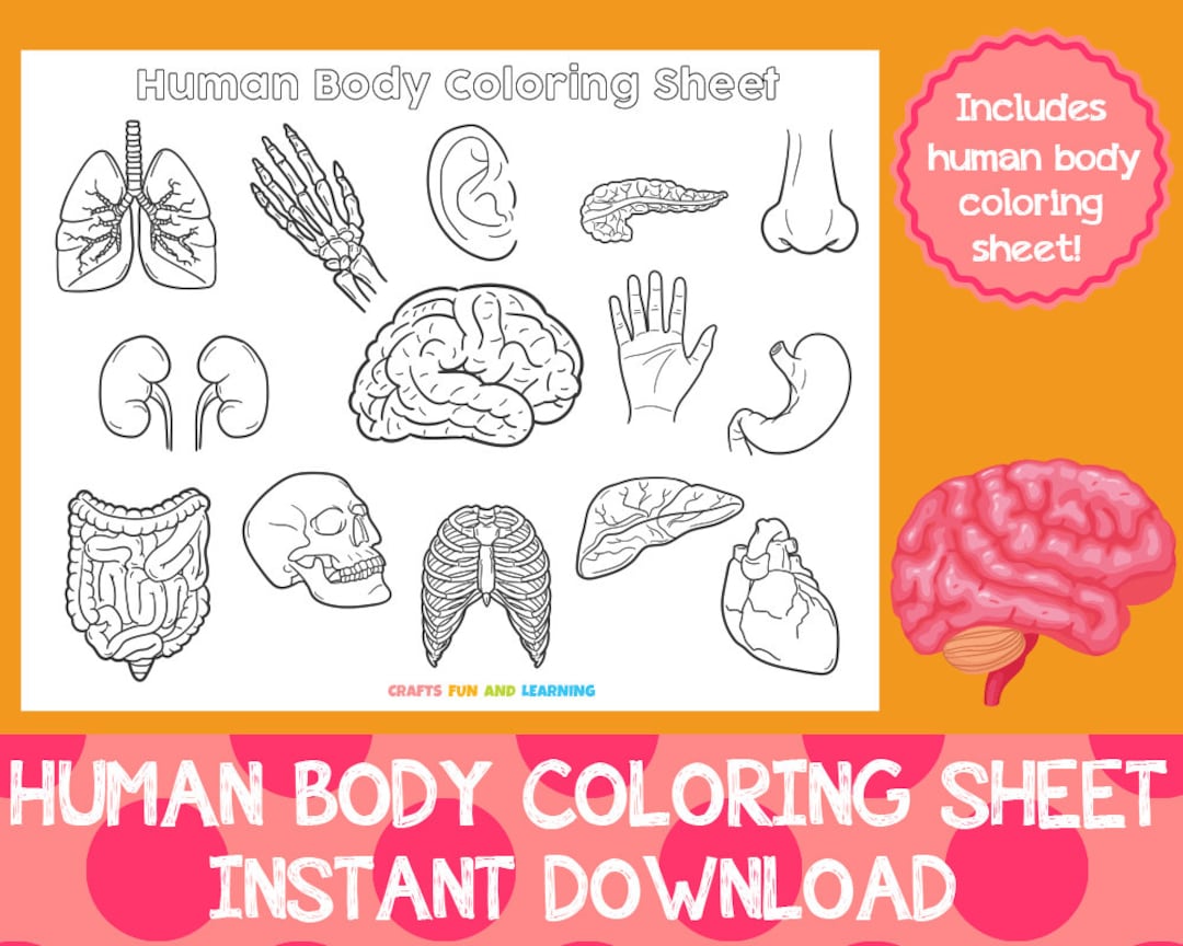 Human Body Coloring Sheet, Coloring Pages for Kids - Etsy