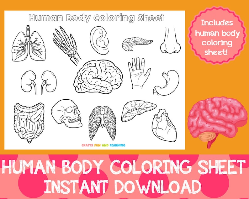 Human Body Coloring Sheet, Coloring Pages for Kids - Etsy Australia