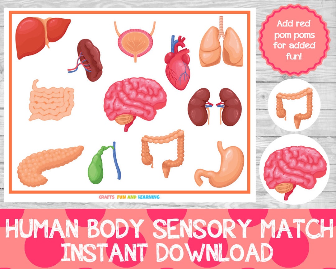 Human Body Sensory Match, Sensory Look and Find - Etsy
