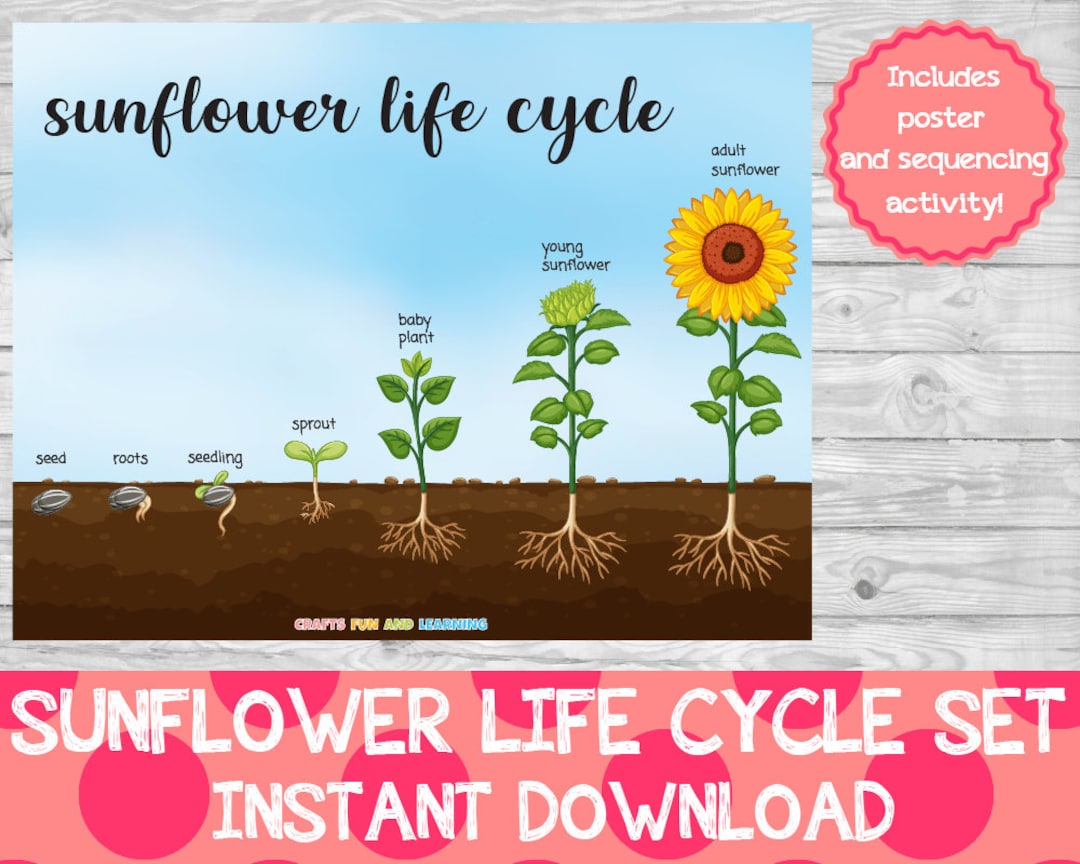 Sunflower Life Cycle Set, Memory Game, Sunflower Activity, Homeschool ...