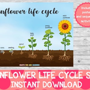 Sunflower Life Cycle Set, Memory Game, Sunflower Activity, Homeschool ...