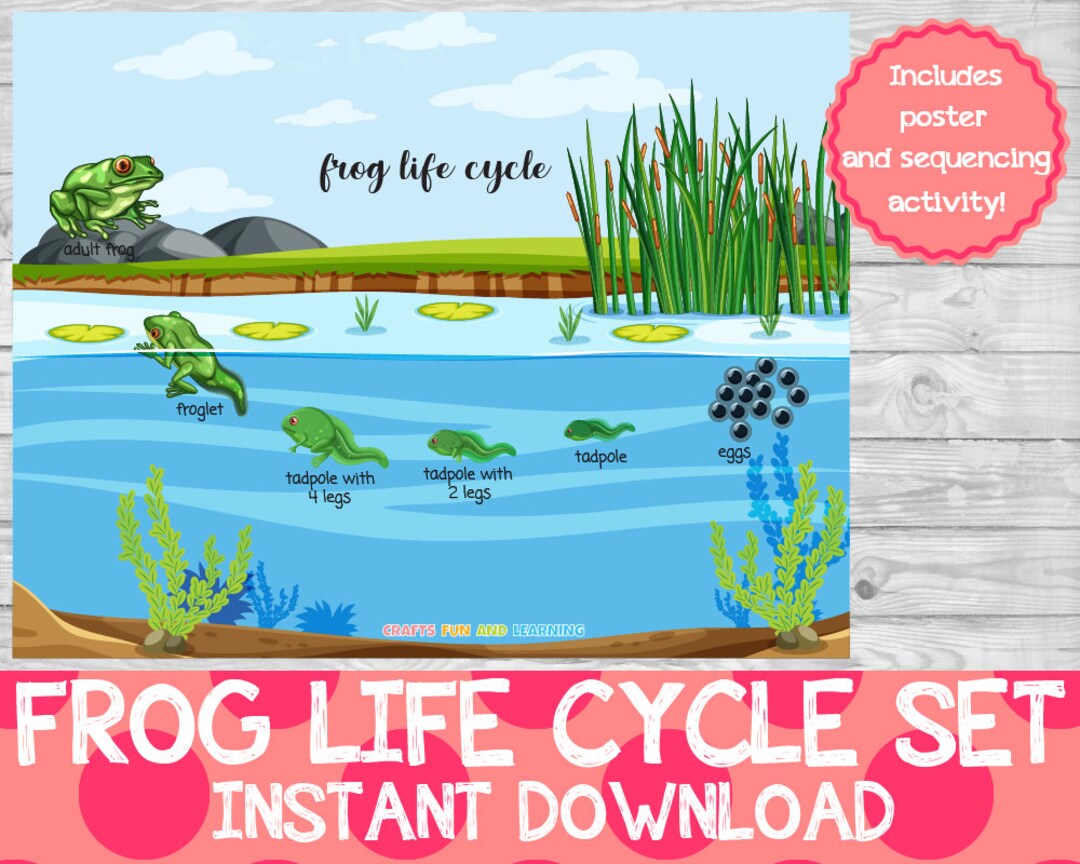 Frog Life Cycle Set, Memory Game, Frog Activity, Homeschool Printable ...