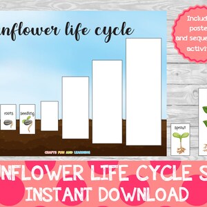 Sunflower Life Cycle Set, Memory Game, Sunflower Activity, Homeschool ...