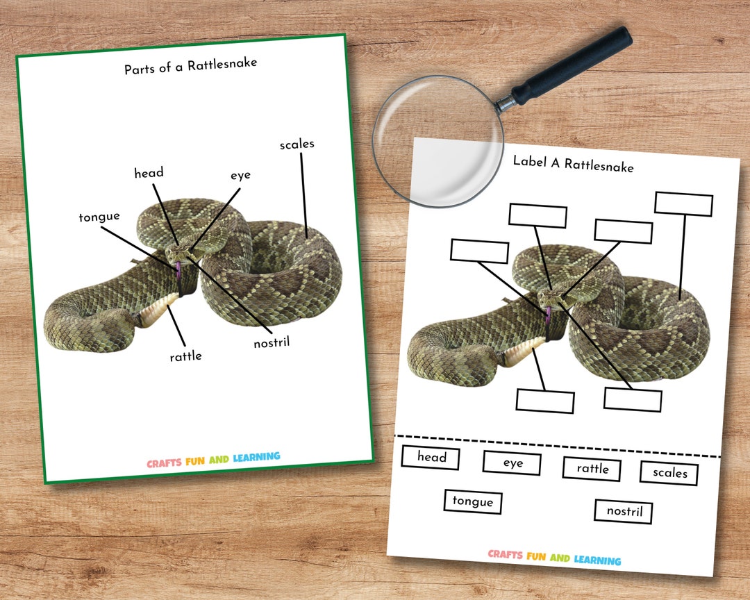 Rattlesnake Anatomy Mini Set - Etsy