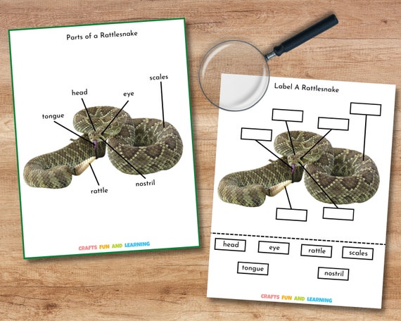 Rattlesnake Rattle Anatomy