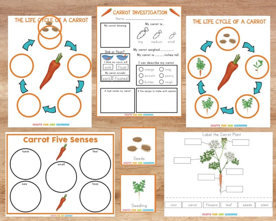 Carrot Investigation Set - Etsy