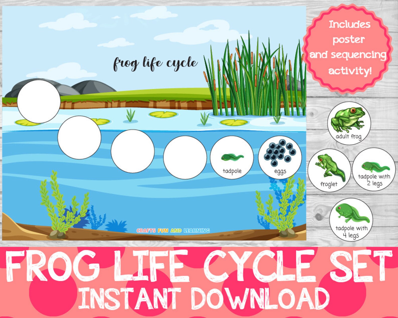 Frog Life Cycle Set Memory Game Frog Activity Homeschool - Etsy