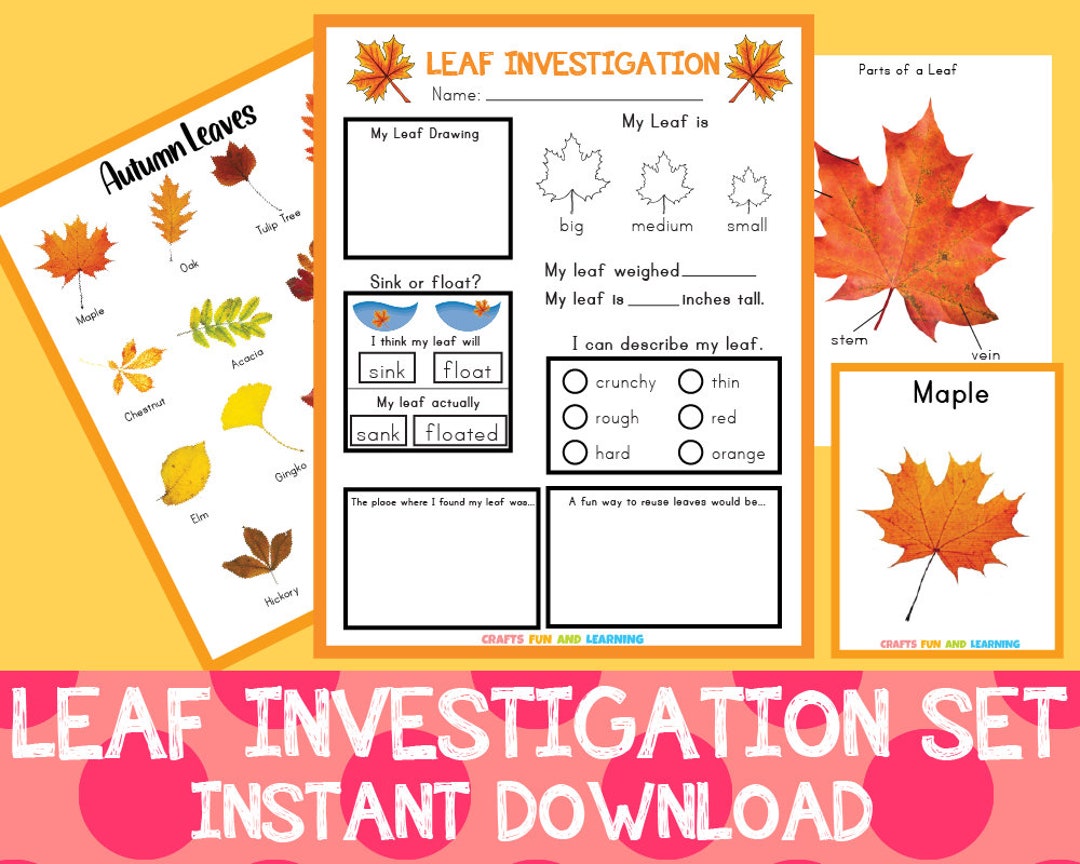 Leaf Investigation Set - Etsy