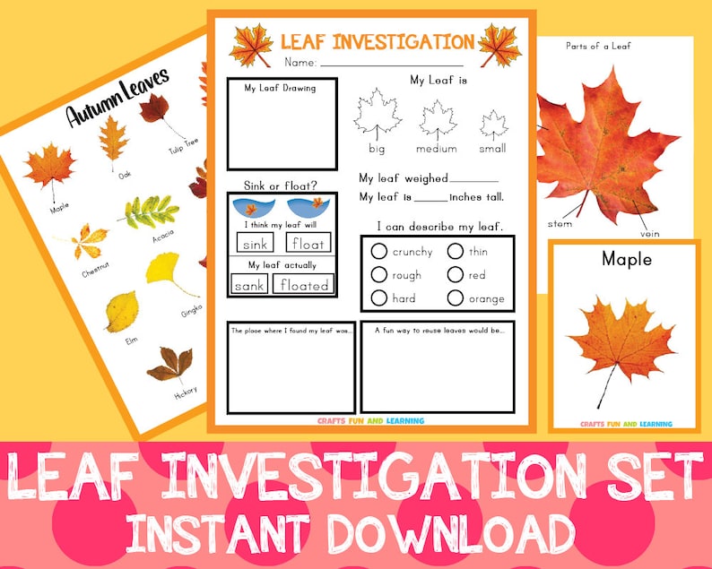 Leaf Investigation Set - Etsy