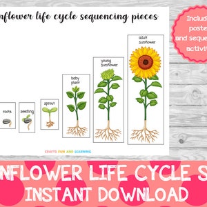Sunflower Life Cycle Set, Memory Game, Sunflower Activity, Homeschool ...