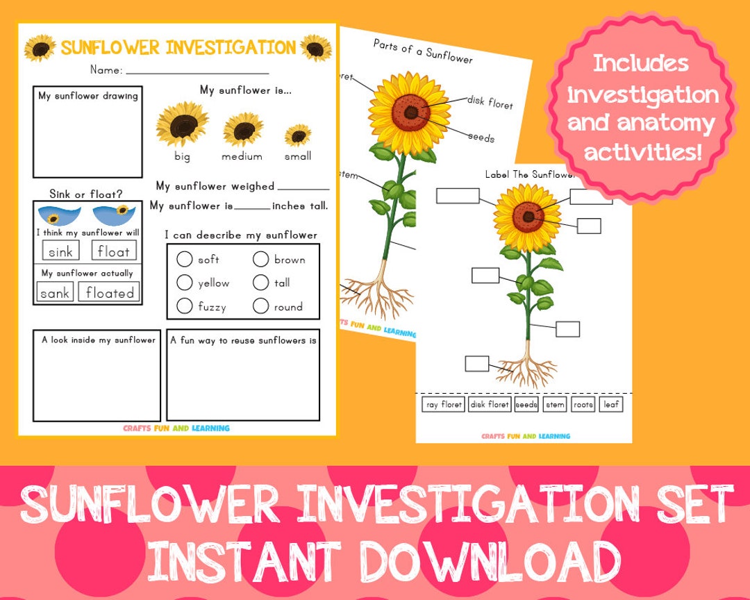 Sunflower Investigation Set - Etsy