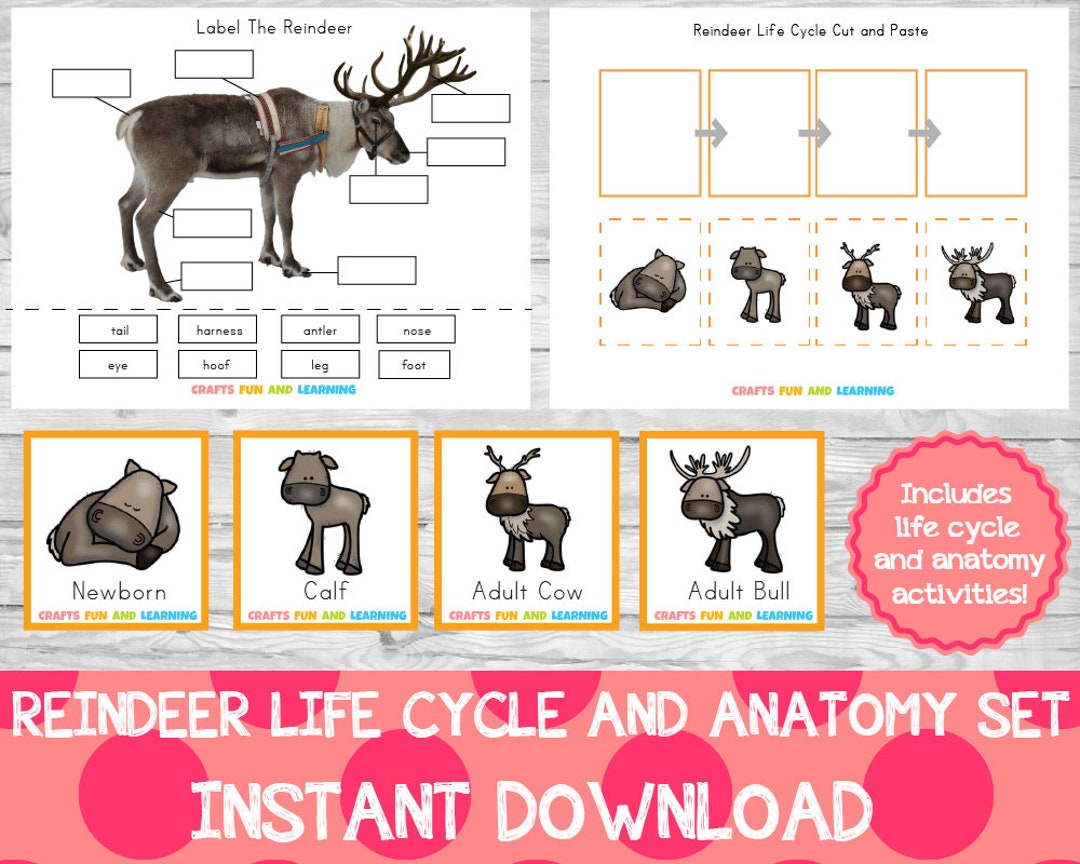 Reindeer Life Cycle and Anatomy Set - Etsy