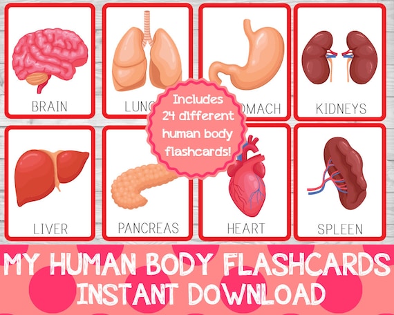 Human Body Flashcards Set | Etsy