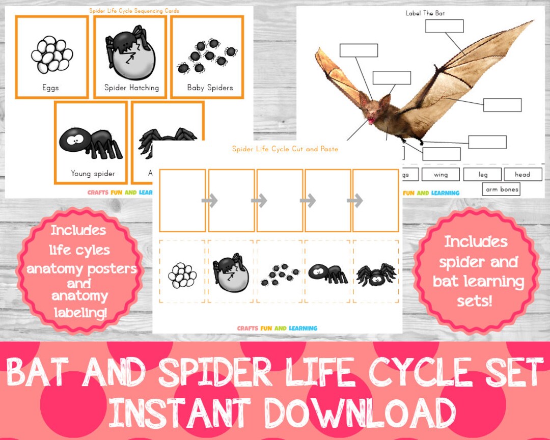 Bat and Spider Life Cycle and Anatomy Set. - Etsy