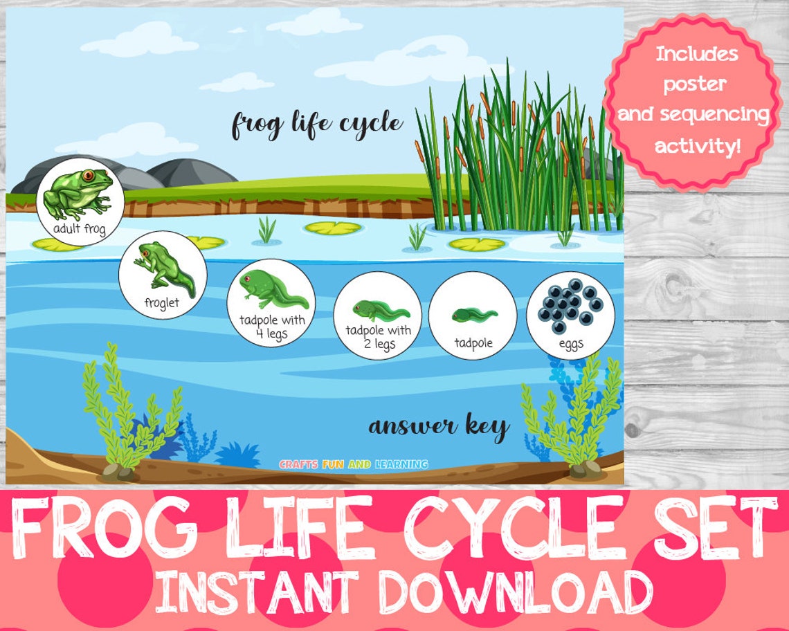 Frog Life Cycle Set Memory Game Frog Activity Homeschool - Etsy