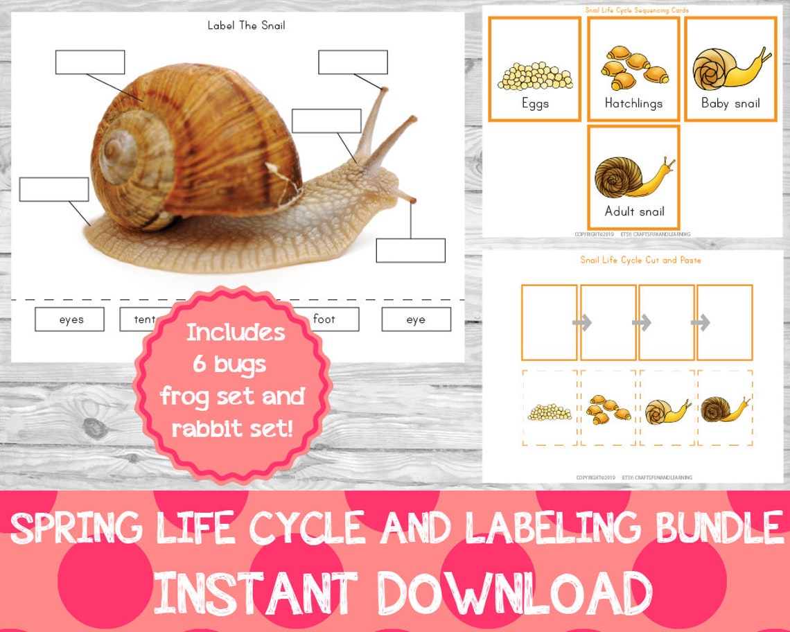 Spring Life Cycle and Labeling Set Spring Learning Pack Bug - Etsy