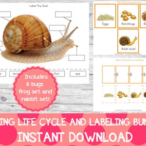 Spring Life Cycle and Labeling Set Spring Learning Pack Bug - Etsy