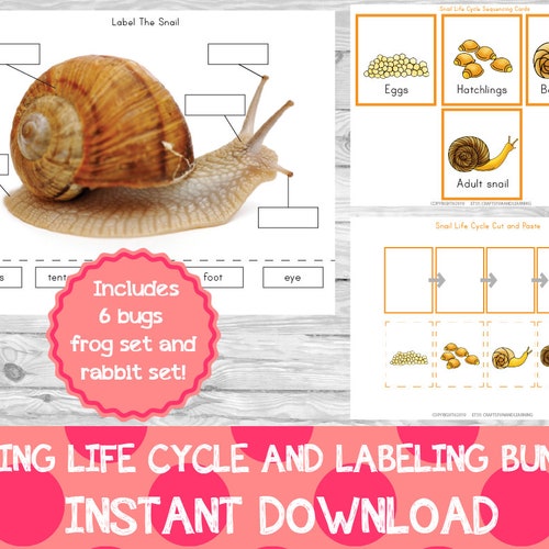 Spring Life Cycle and Labeling Set Spring Learning Pack Bug - Etsy