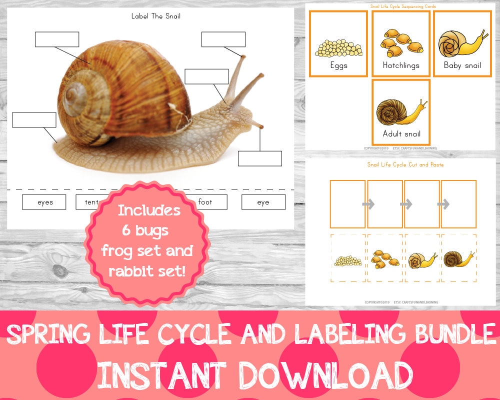 Spring Life Cycle and Labeling Set, Spring Learning Pack, Bug Learning ...