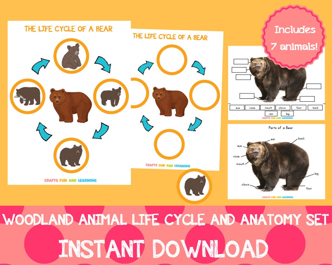 Woodland Animal Life Cycle and Anatomy Set - Etsy