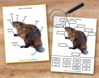 BEAVER Mini Study STEM & Montessori Activities Posters Life Cycle ...