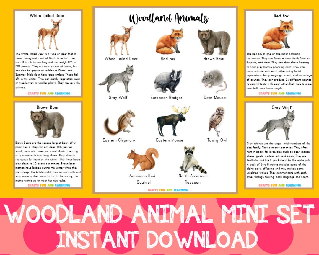 Woodland Animal Poster and Flashcard Set, Woodland Animal Unit Study - Etsy