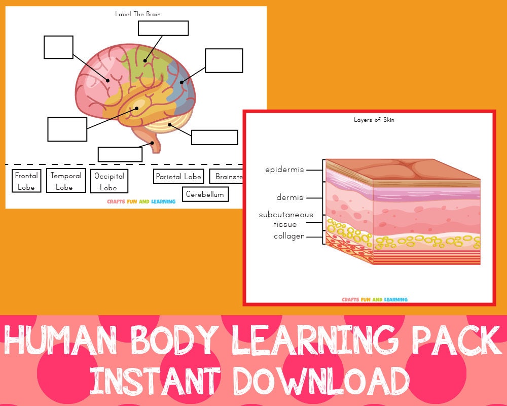 Human Body Learning Pack, Human Body Science Pack - Etsy Australia