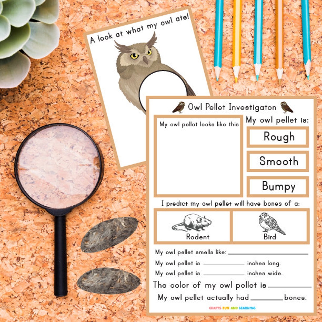 Owl Pellet Investigation Set, Owl Unit Study, Owl Science Unit - Etsy