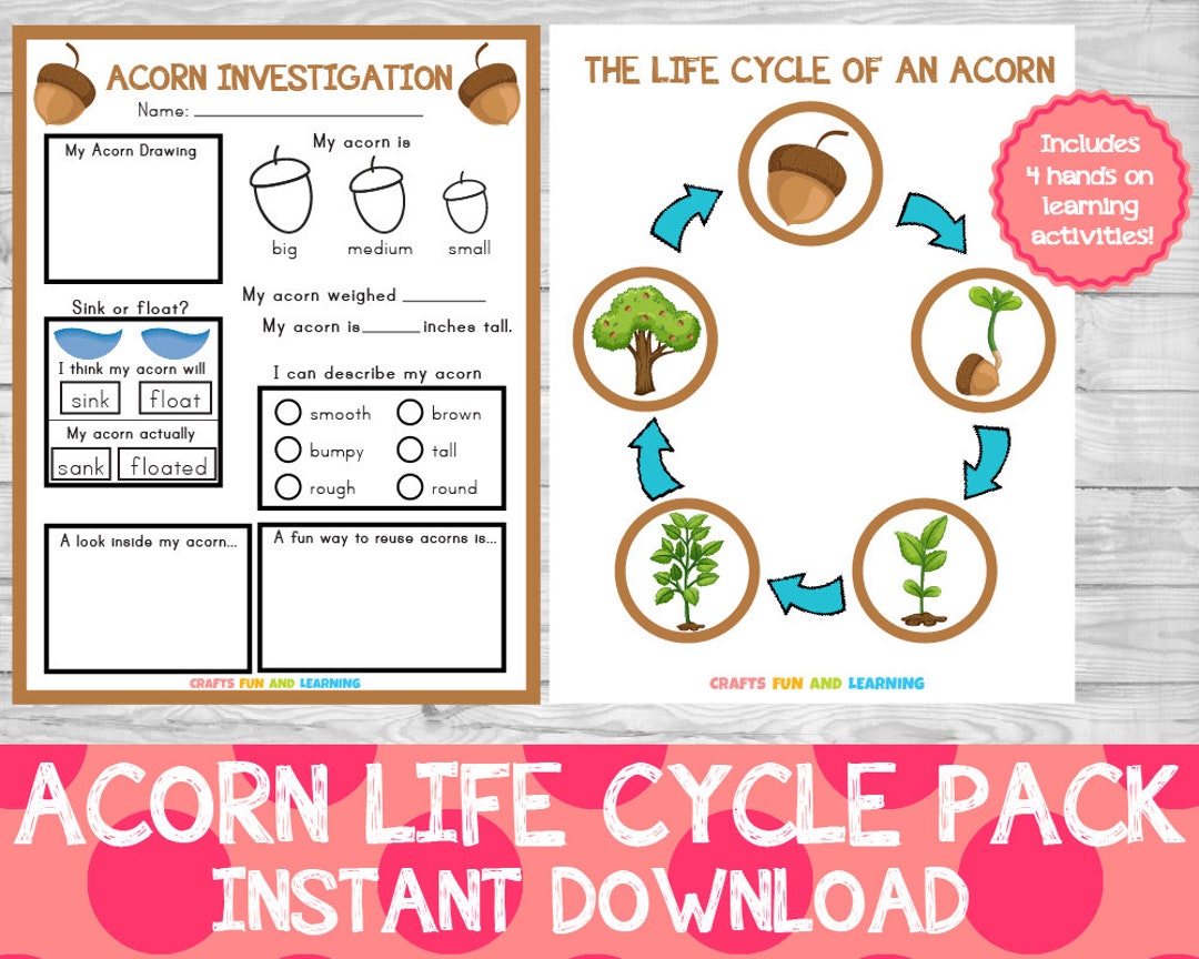 Acorn Life Cycle Pack, Acorn Learning Pack, Fall Learning Pack, - Etsy