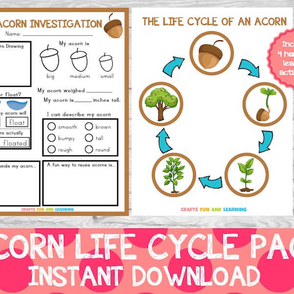 Life Cycle Acorn - Etsy