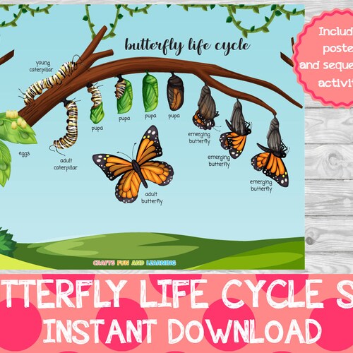 Butterfly Life Cycle Set Memory Game Butterfly Activity - Etsy