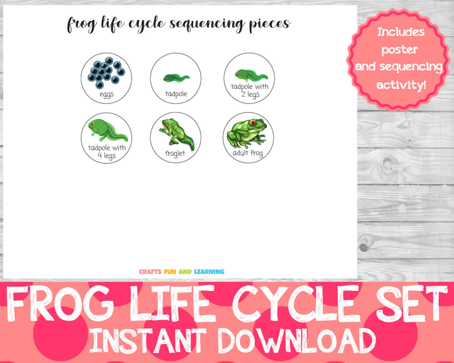 Frog Life Cycle Set Memory Game Frog Activity Homeschool - Etsy