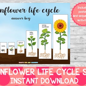 Sunflower Life Cycle Set, Memory Game, Sunflower Activity, Homeschool ...