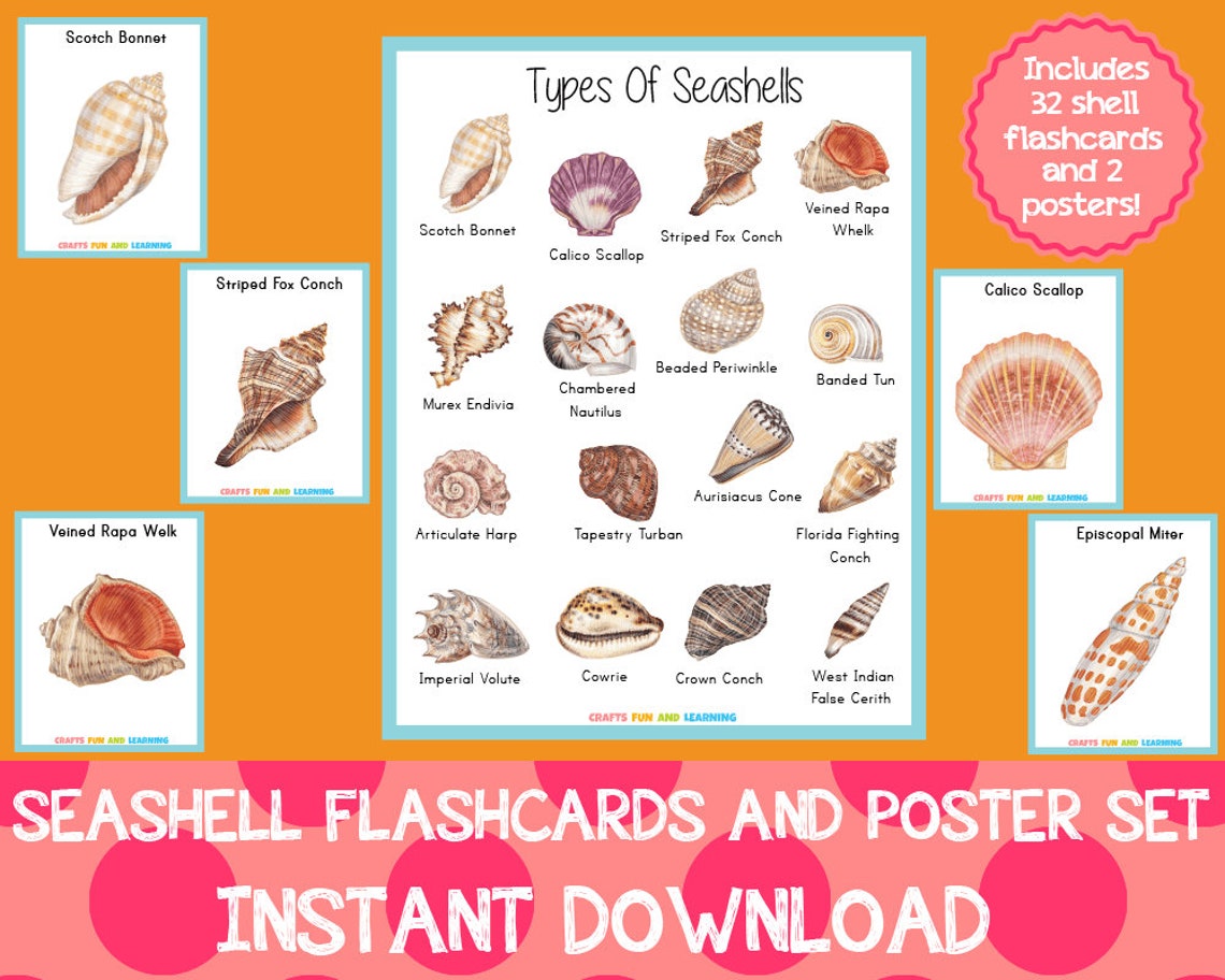 Seashell Flashcards and Poster Set, Seashell Unit Study, Seashell ...
