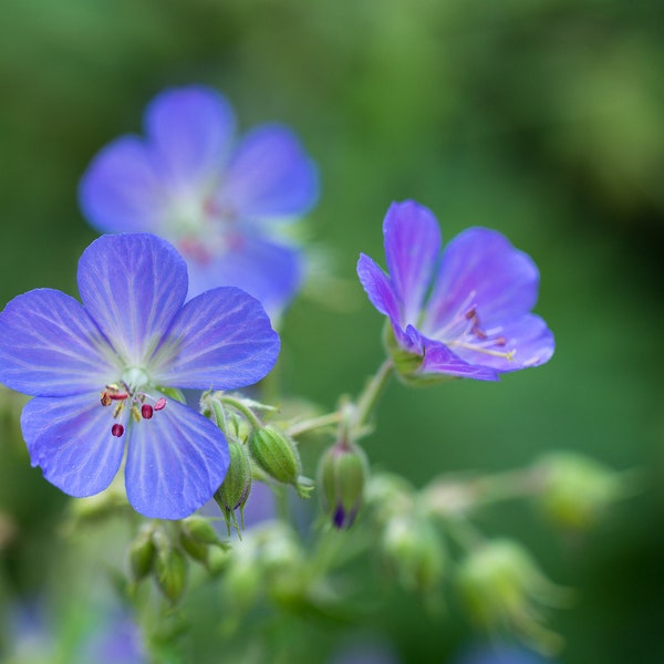 Geranium Print - Etsy