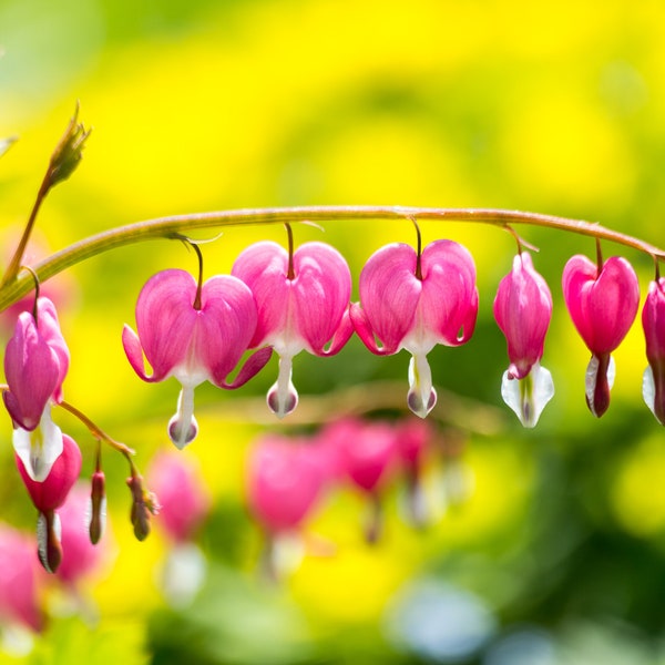 Bleeding Heart - Etsy