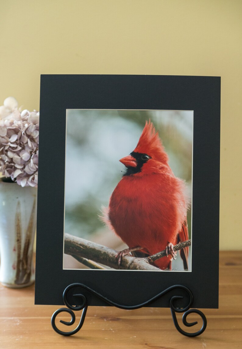 Magnificent Red Cardinal - Etsy
