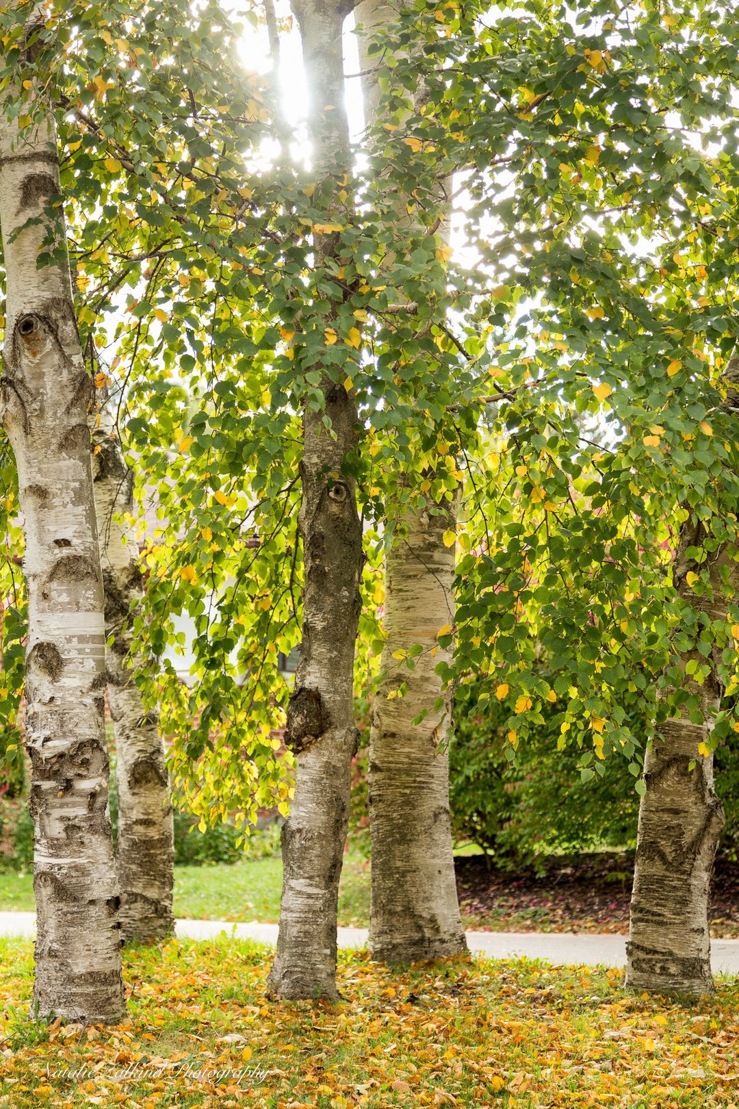 Sunny Birch Trees - Etsy