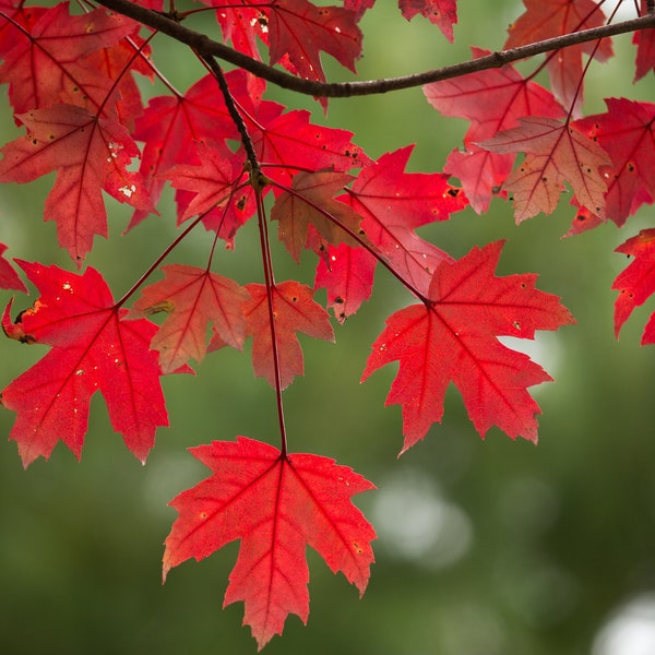 Red Maple Leaves - Etsy