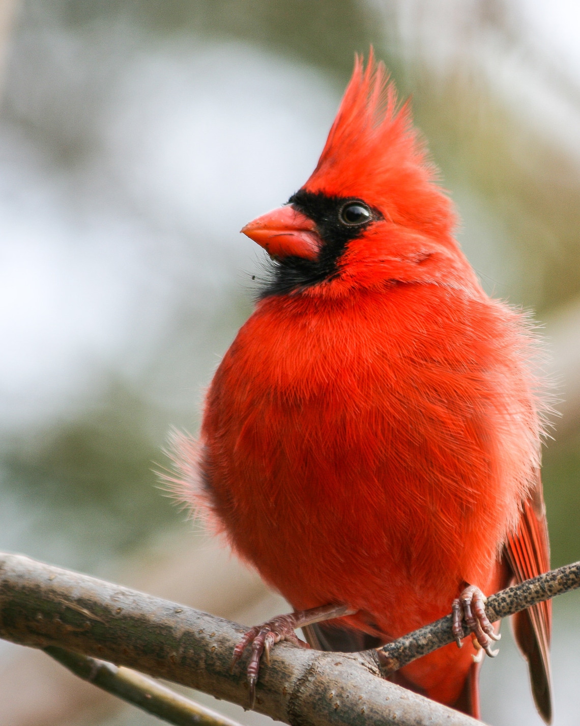 Magnificent Red Cardinal - Etsy