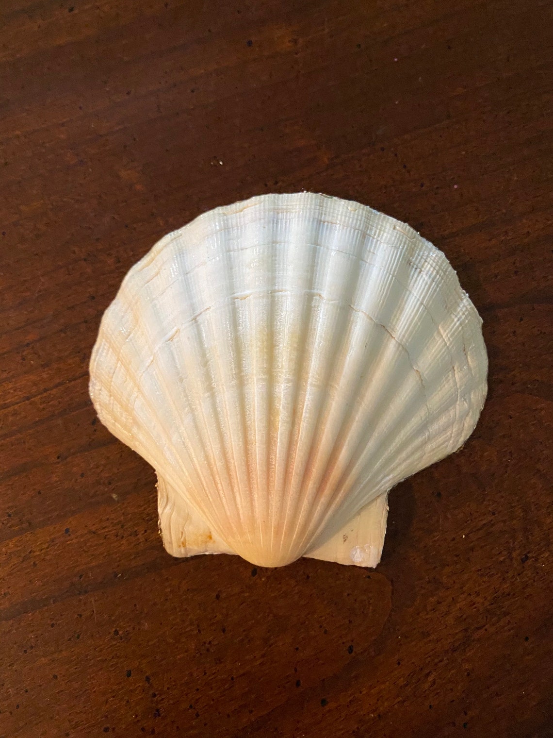 Flower Motif Scallop Shell Trinket Ring Dish - Etsy